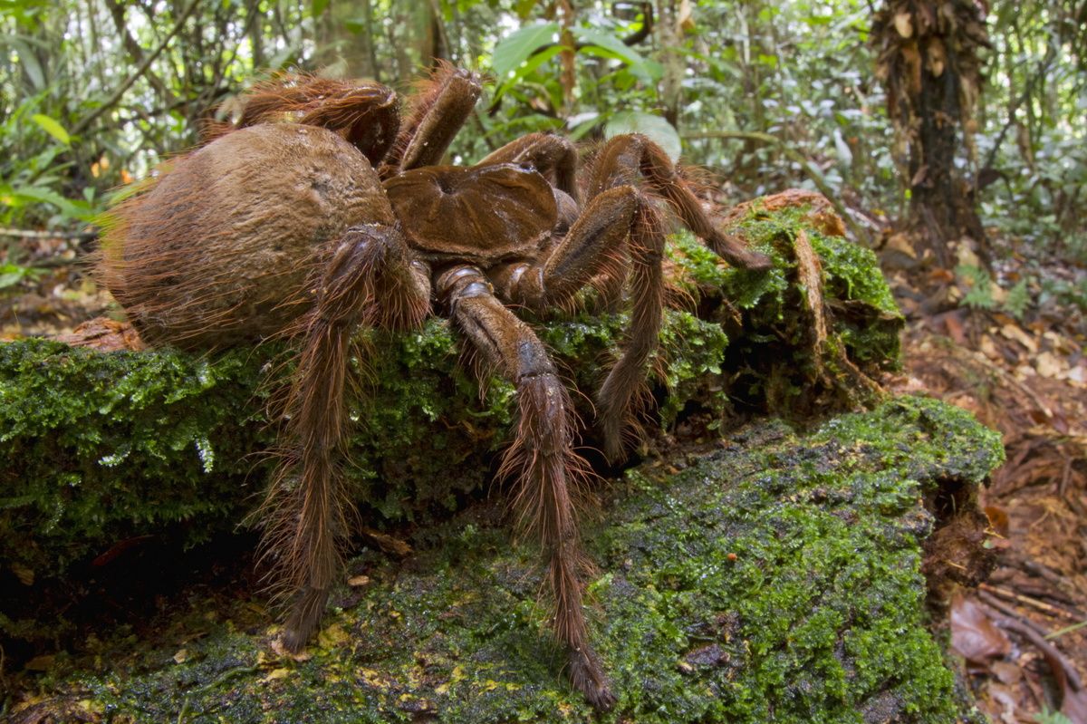 The Biggest Spider In The World