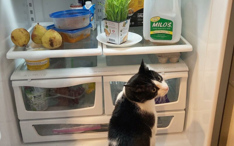 What Can Cats Eat From The Fridge? 8 Treats For The Kitty! - Contour Cafe