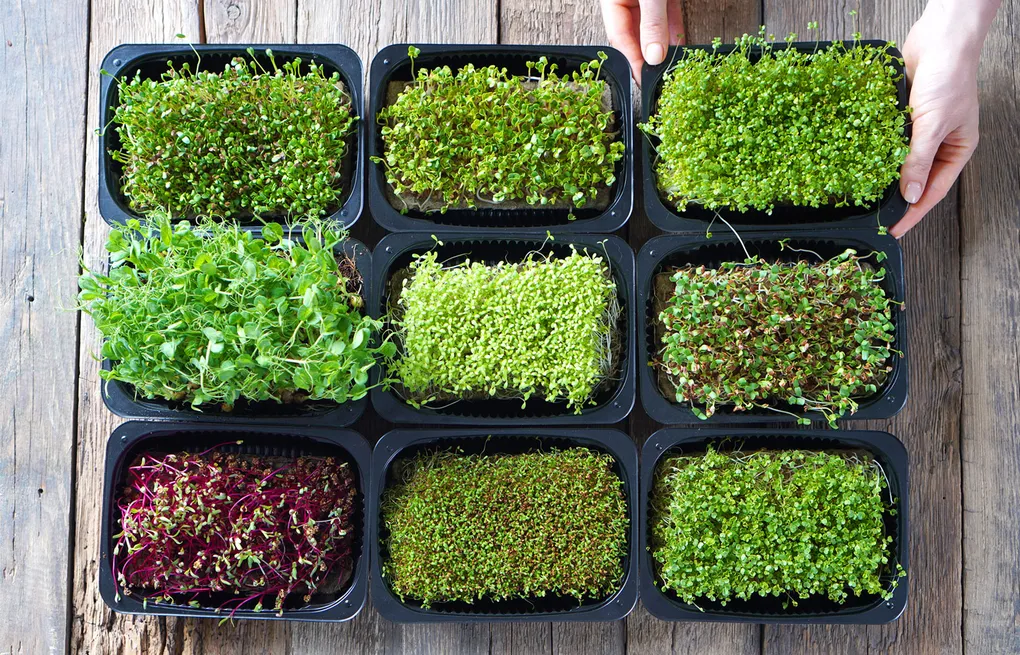 How To Eat Microgreens? 6 Ways For You To Try! - Contour Cafe